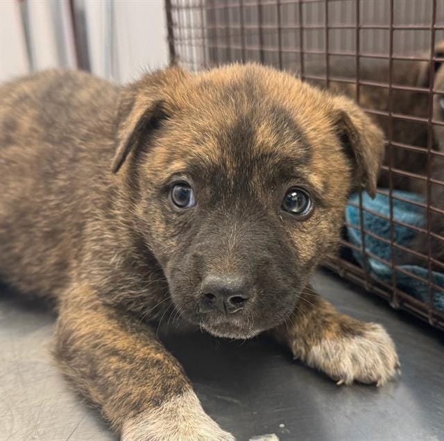 Adopt LIGHT BLUE Today - Find Paw Pal