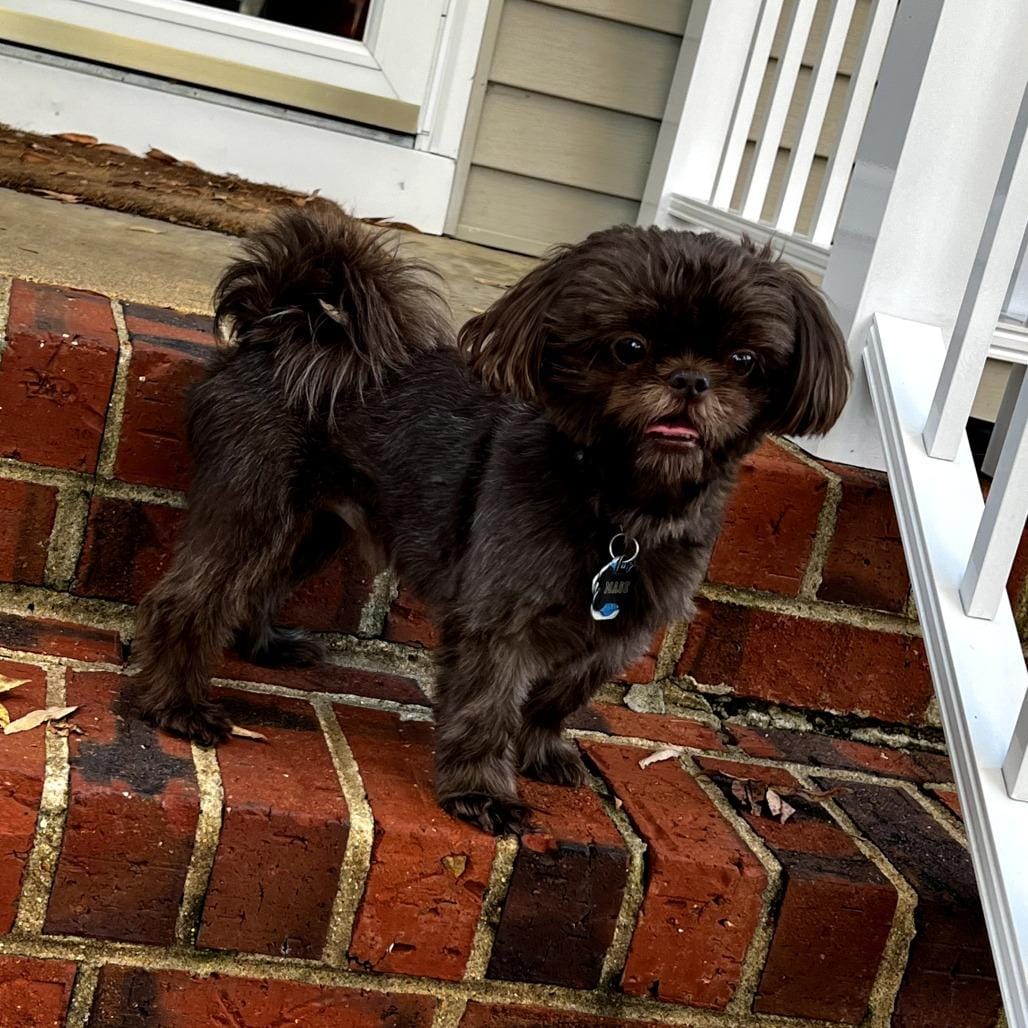 Adopt Chewbacca Today - Pets TheCountyOffice