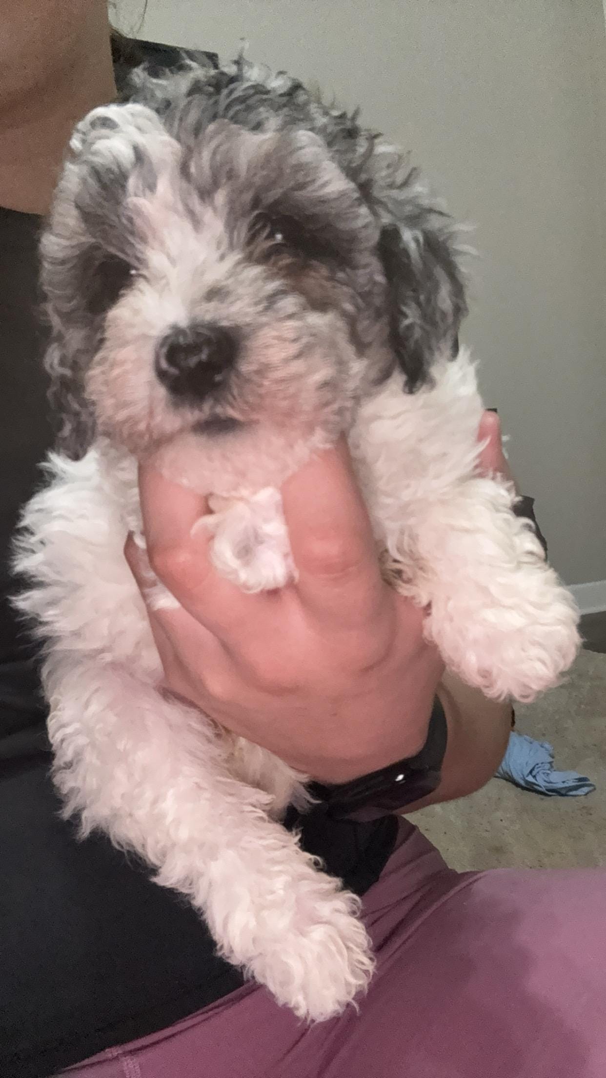 Adopt Shock Today - Find Paw Pal
