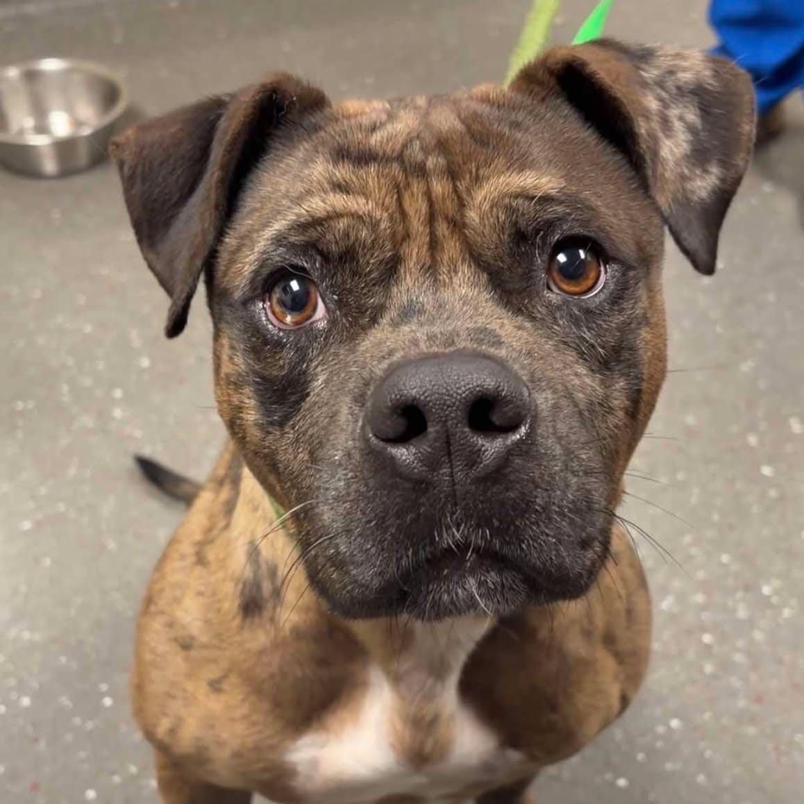 Adopt Jenga Today - Find Paw Pal