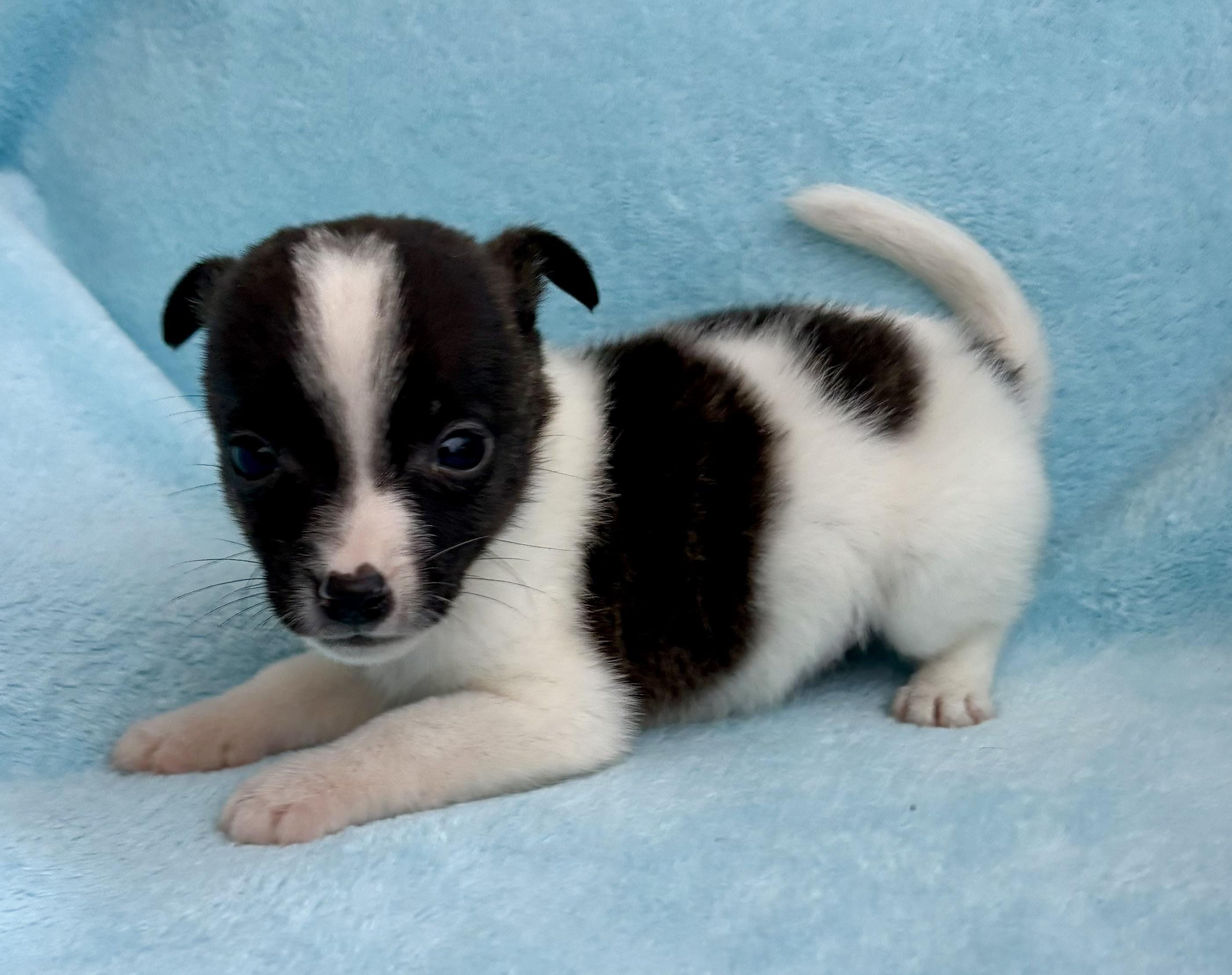 Adopt Tucker Today - Pets TheCountyOffice