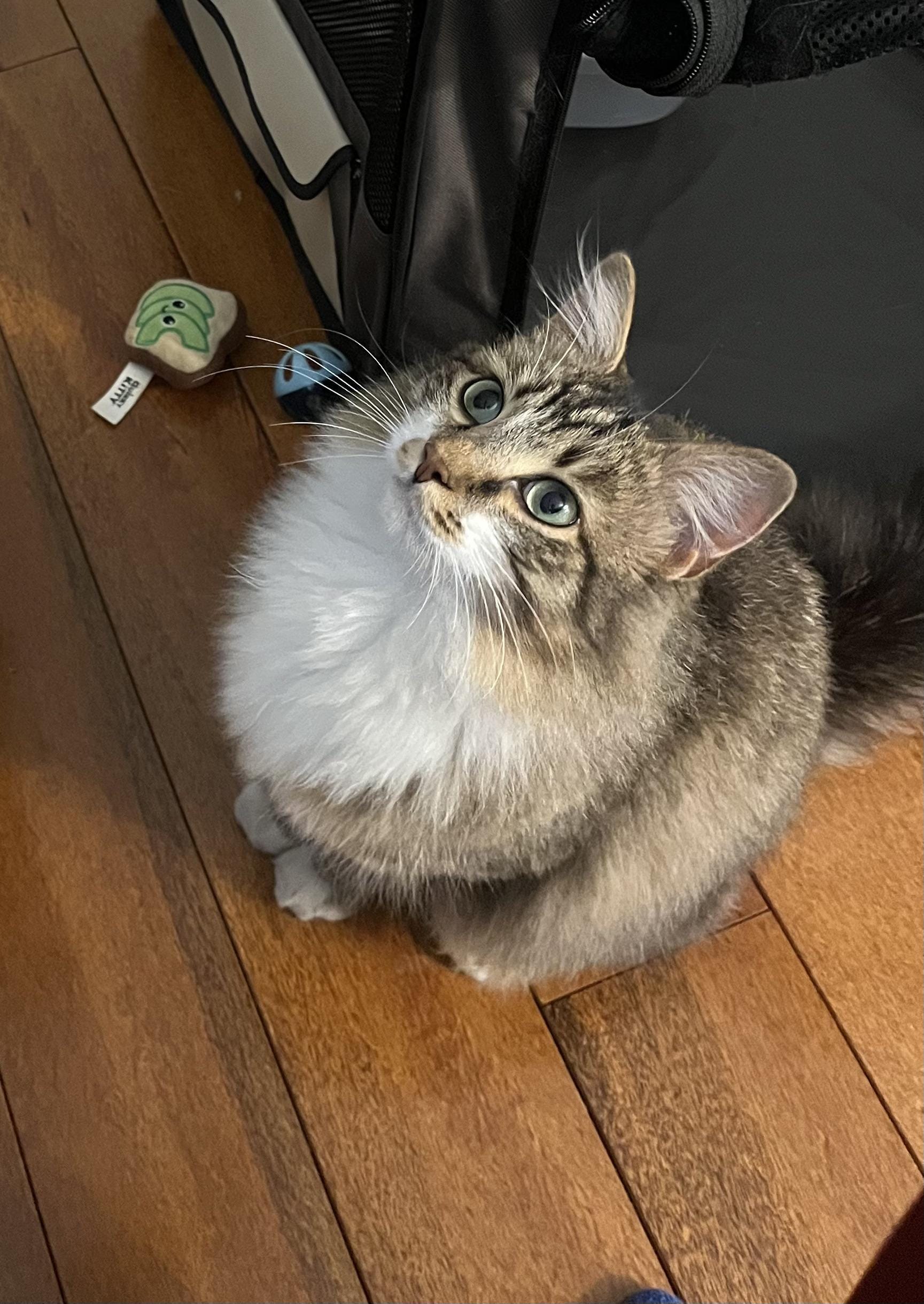 Adopt Fluff Today - Pets TheCountyOffice