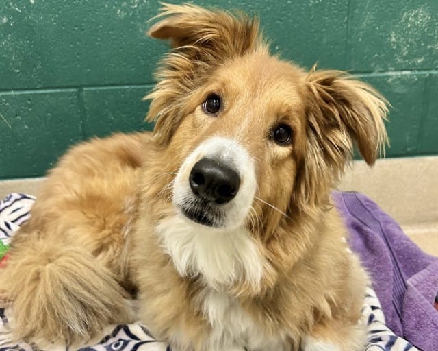 Adopt FLINT Today - Pets TheCountyOffice