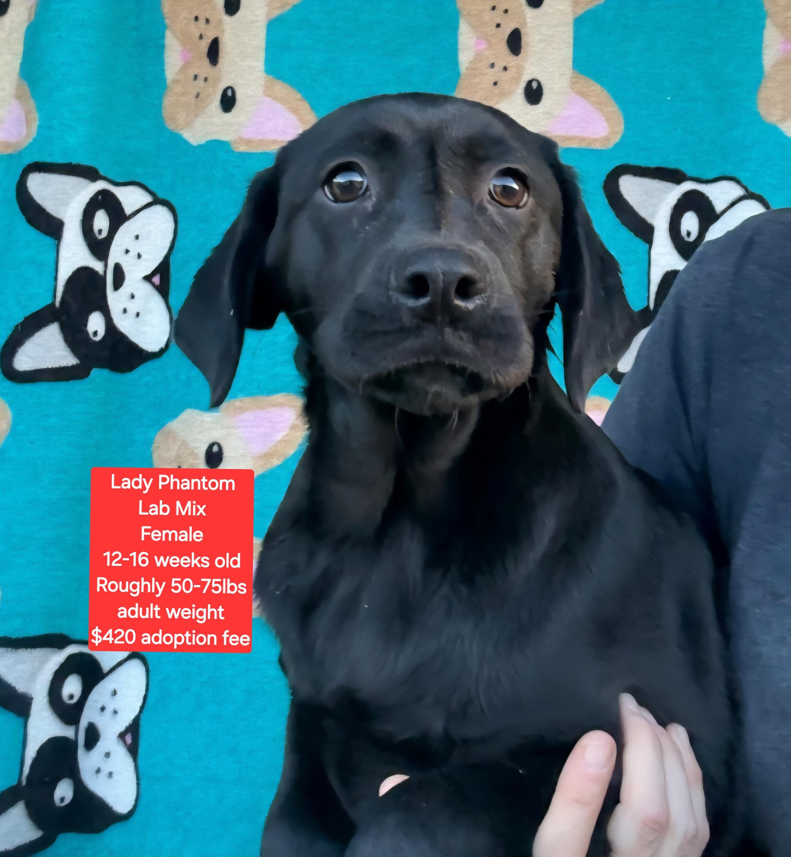 Adopt Lady Phantom Today - Pets TheCountyOffice