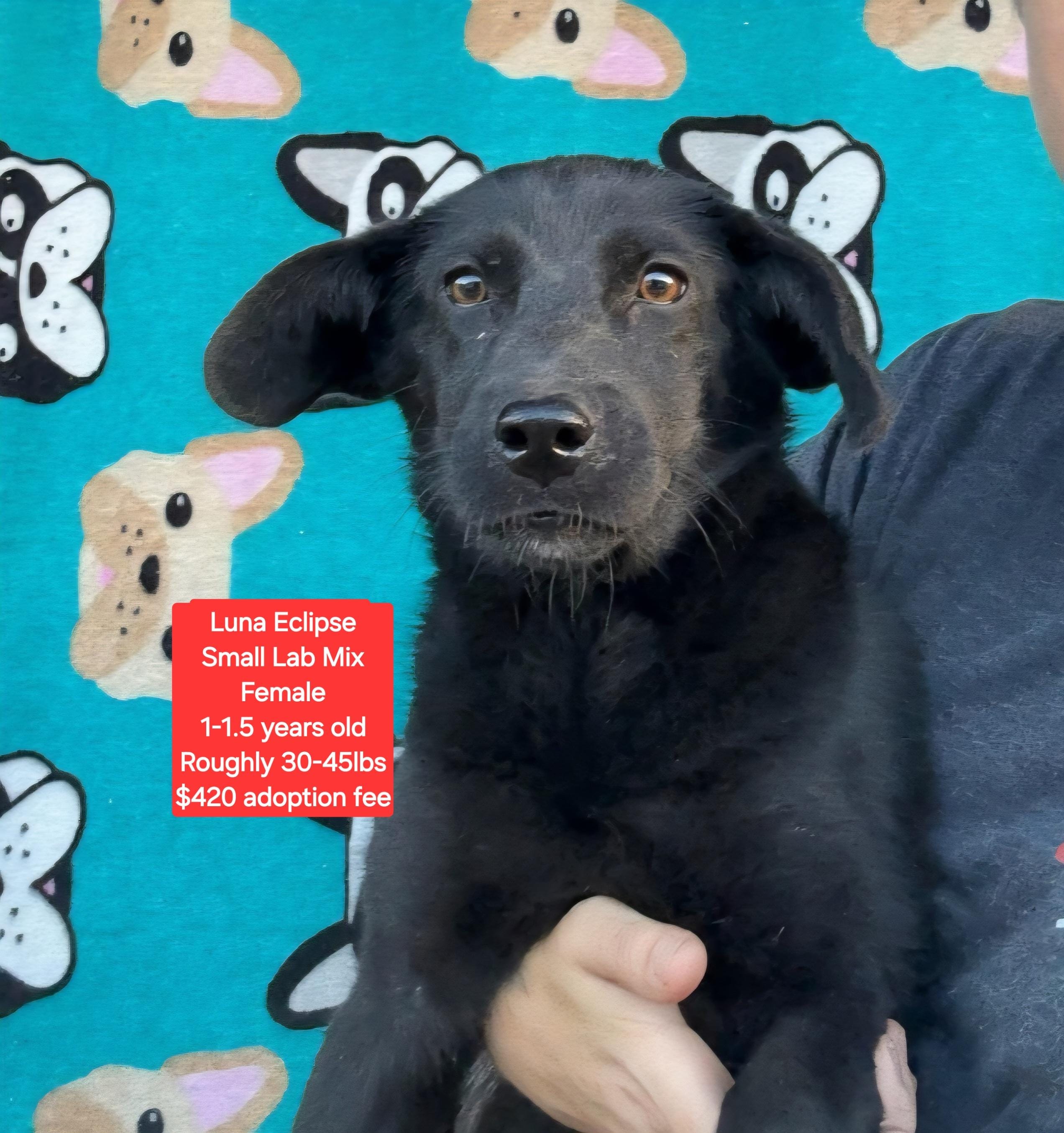 Adopt STAN THE MAN Today - Find Paw Pal