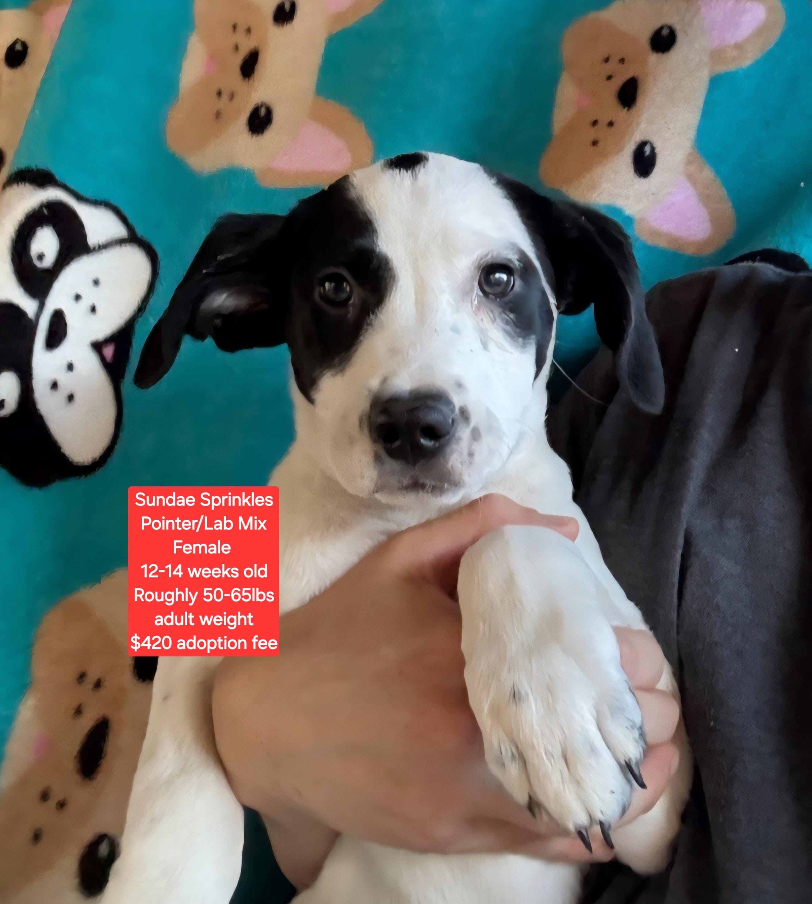 Adopt STAN THE MAN Today - Find Paw Pal