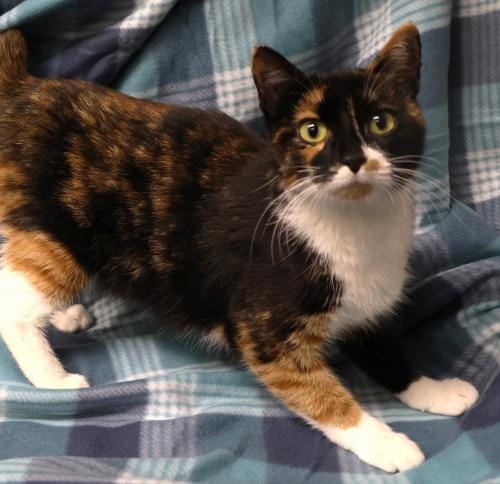 Adopt Checkers Today - Pets TheCountyOffice