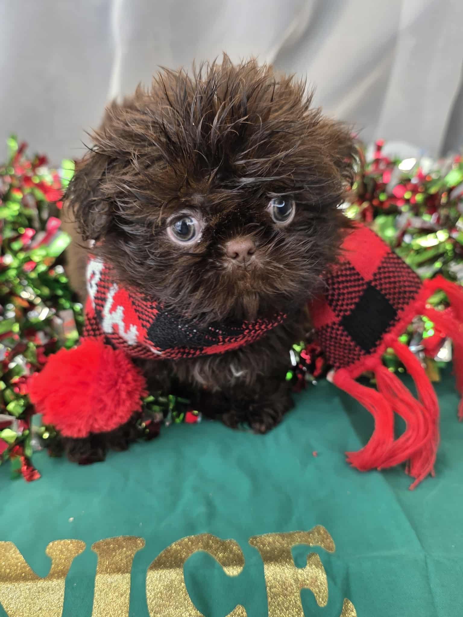Adopt Chrissy Today - Pets TheCountyOffice
