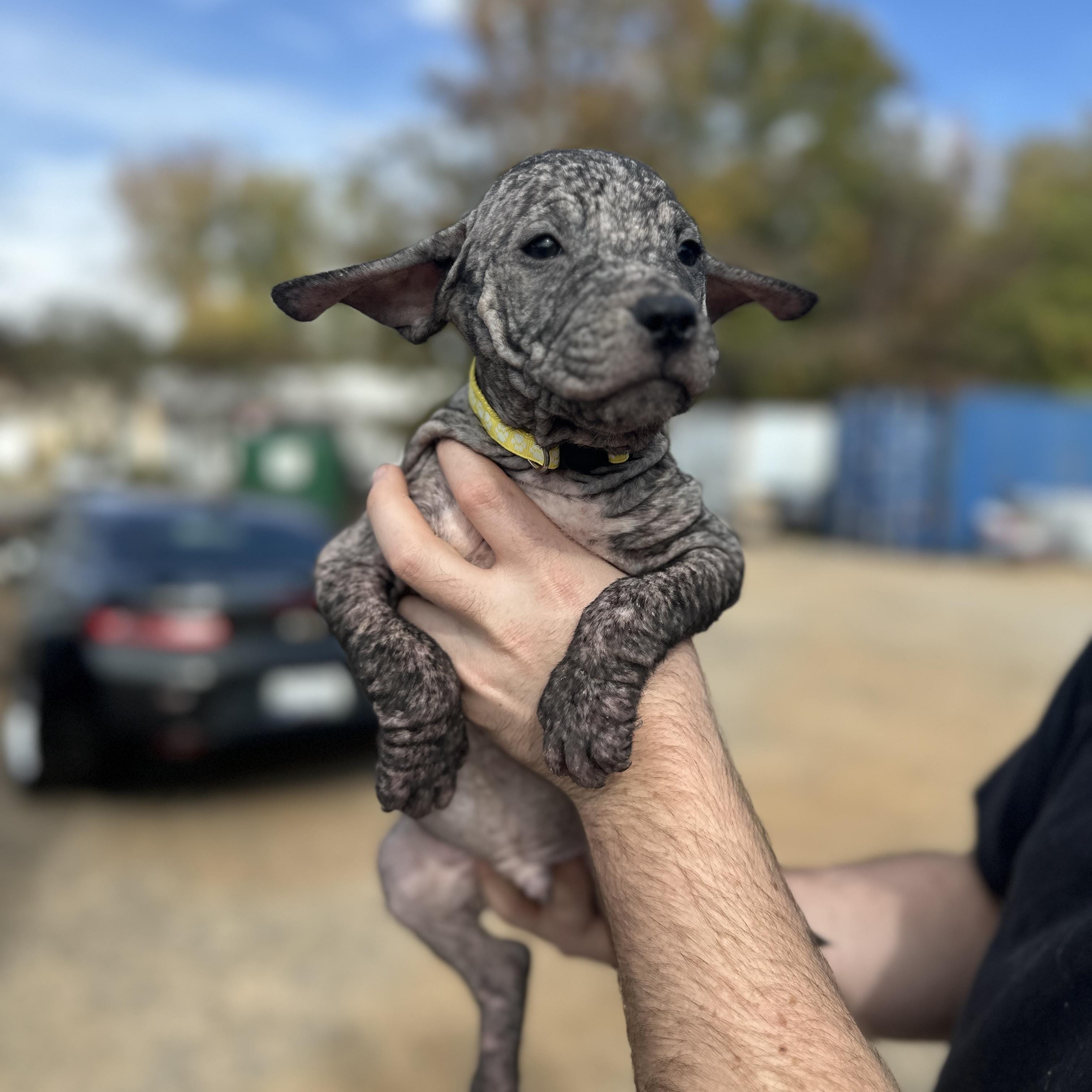 Adopt National Lampoon's Christmas Vacation Today - Pets TheCountyOffice