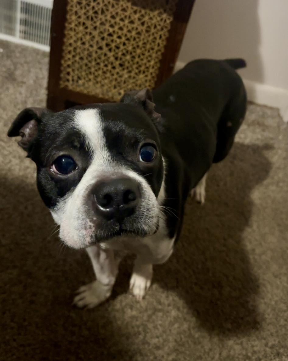 Adopt Gabriel Today - Pets TheCountyOffice