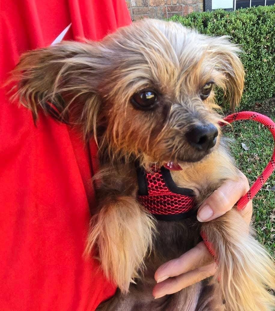 Adopt REX Today - Pets TheCountyOffice