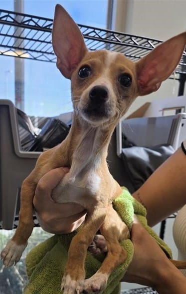 Adopt LOCKSLEY Today - Pets TheCountyOffice