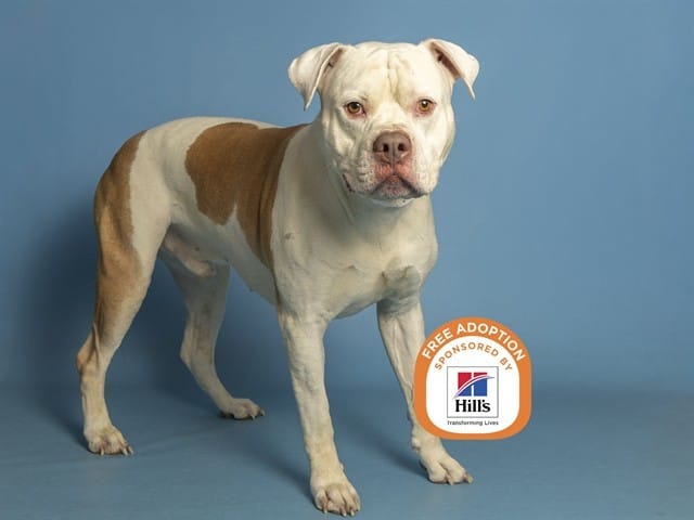 Adopt RICKY RICARDO Today - Find Paw Pal