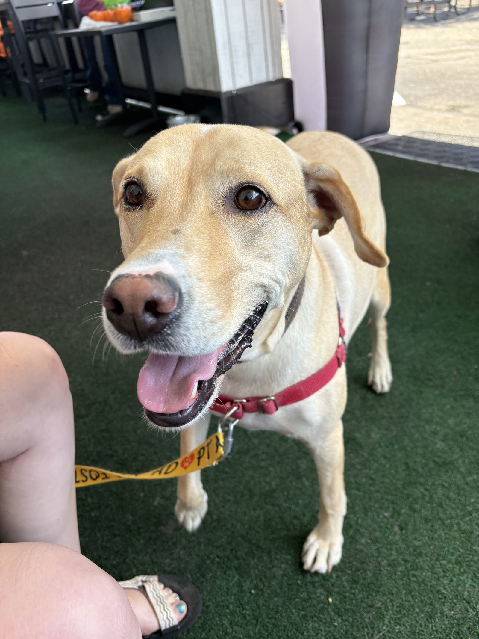 Adopt Ranger Today - Pets TheCountyOffice