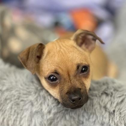 Adopt Pixie Today - Pets TheCountyOffice