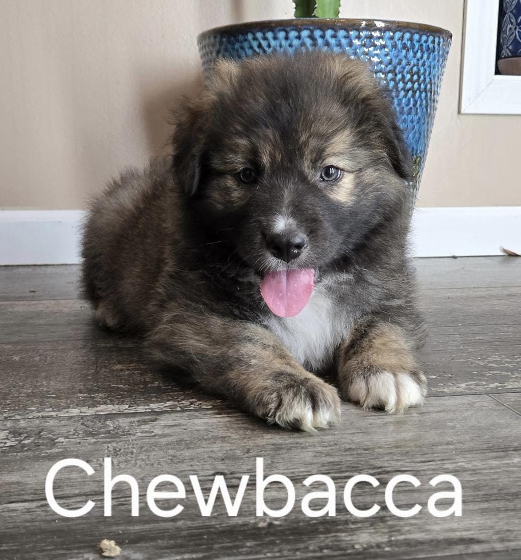 Adopt Chewbacca Today - Pets TheCountyOffice