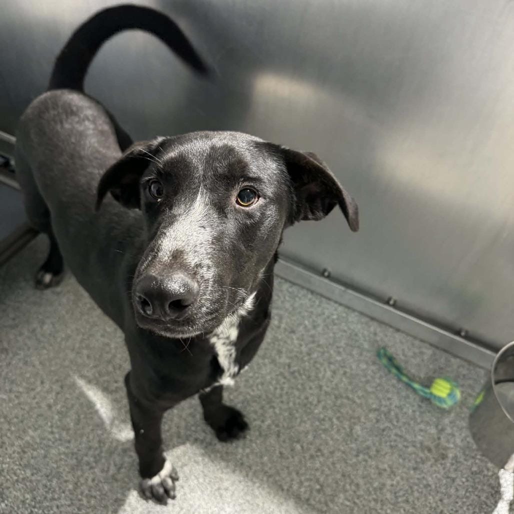 Adopt Buddy Today - Find Paw Pal