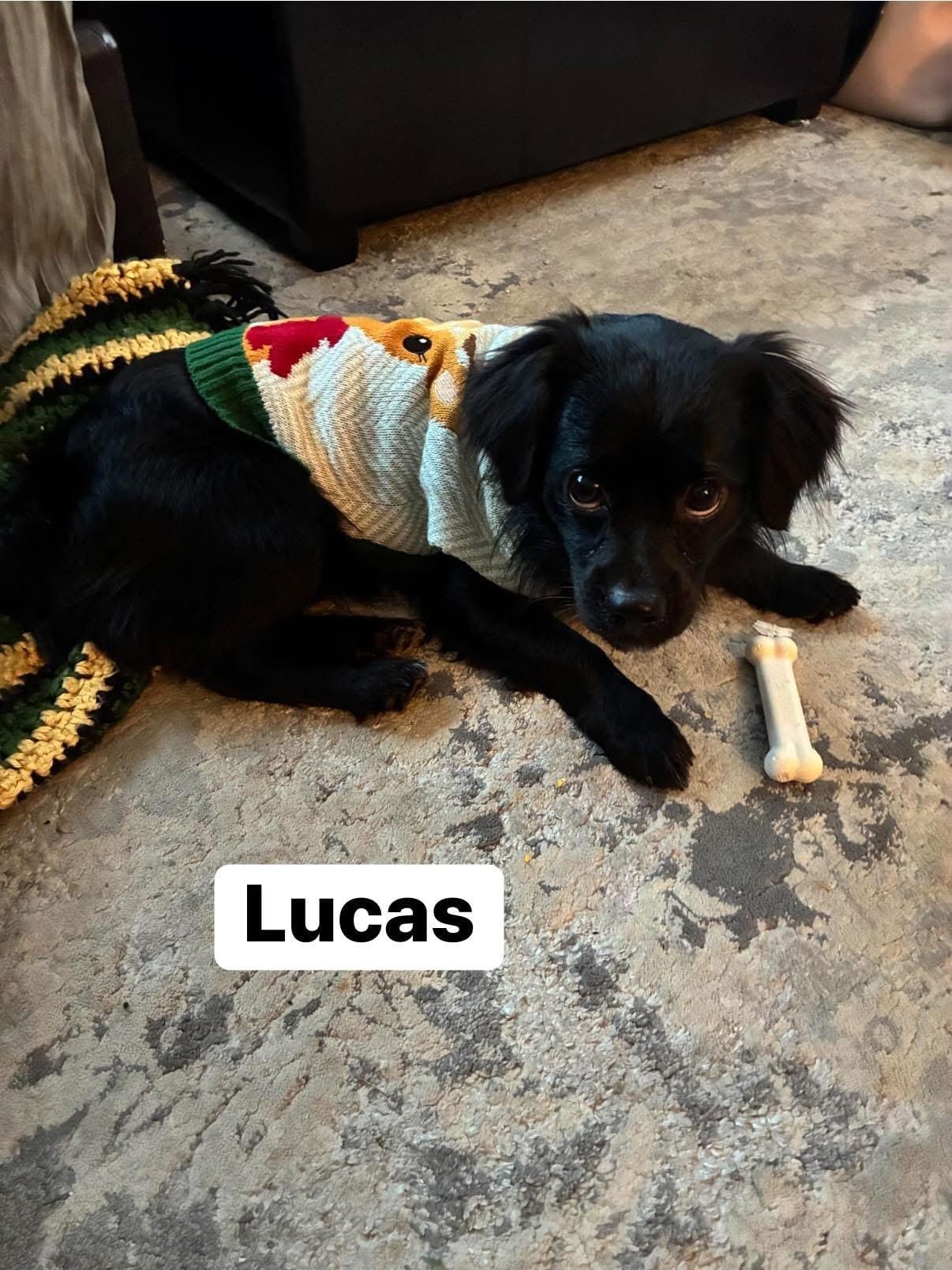 Adopt Lucas Today - Find Paw Pal