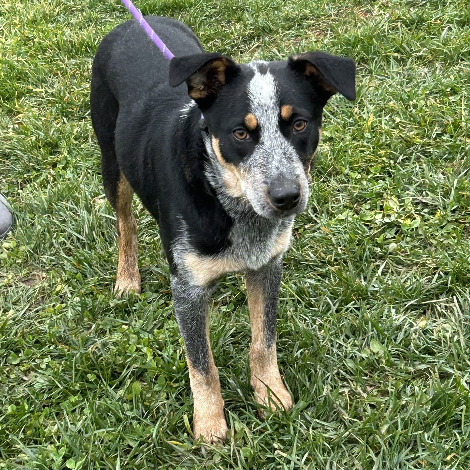 Adopt Bluey Today - Find Paw Pal