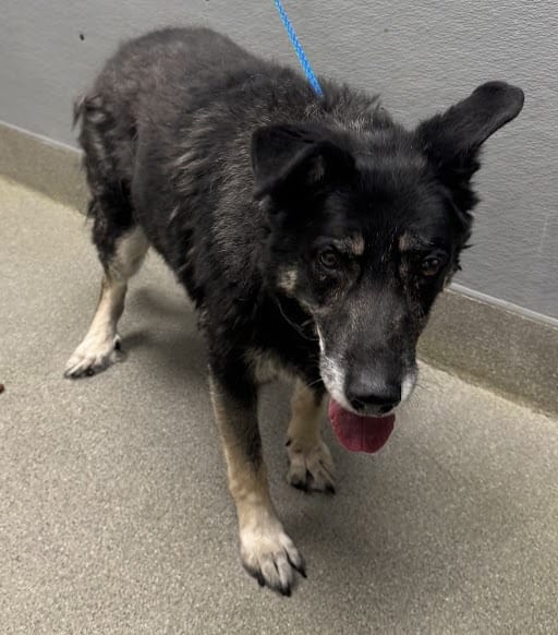 Adopt OSO Today - Find Paw Pal