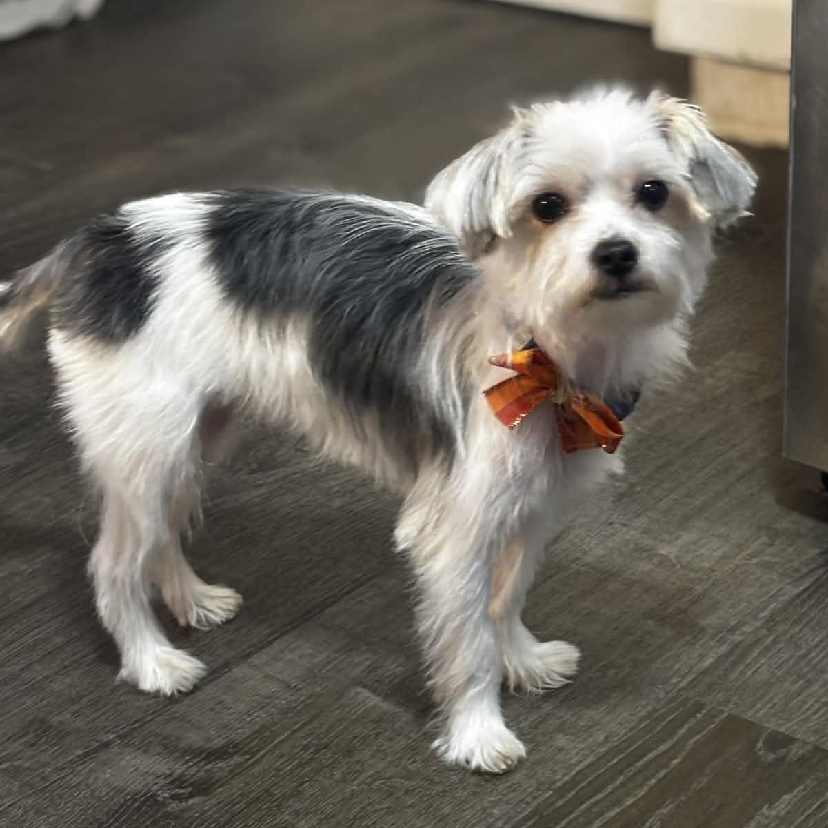 Adopt Lucas Today - Find Paw Pal