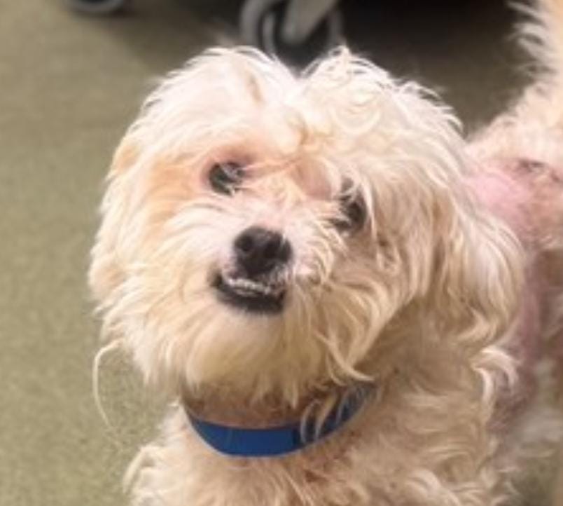 Adopt SAVE ME PLEASE! I'M CLARENCE Today - Pets TheCountyOffice