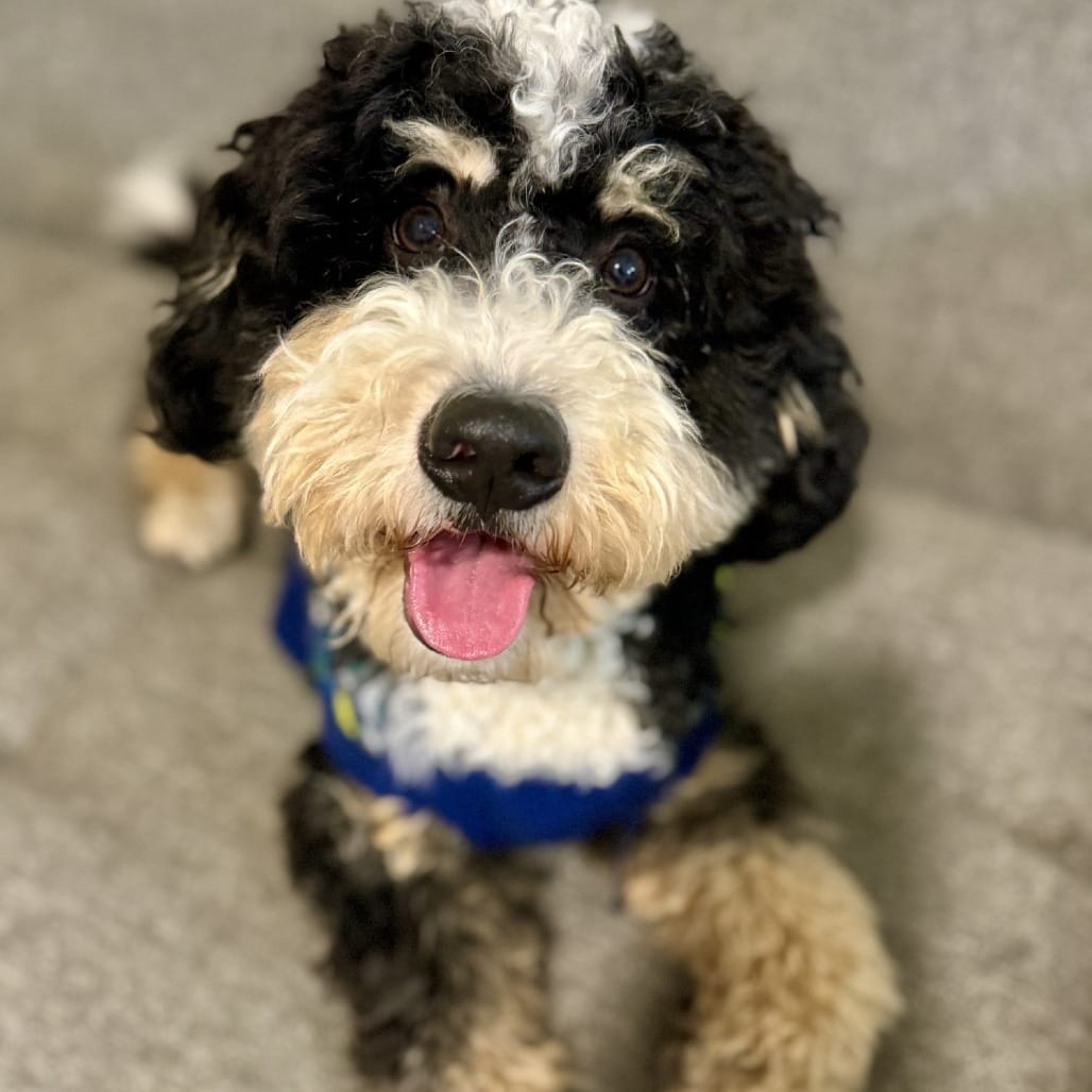 Adopt Benji Today - Find Paw Pal