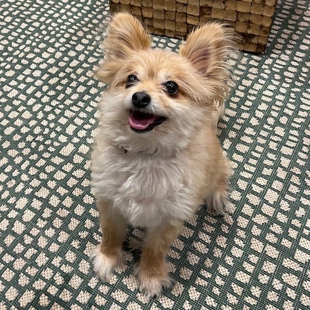 Adopt BENJI Today - Pets TheCountyOffice