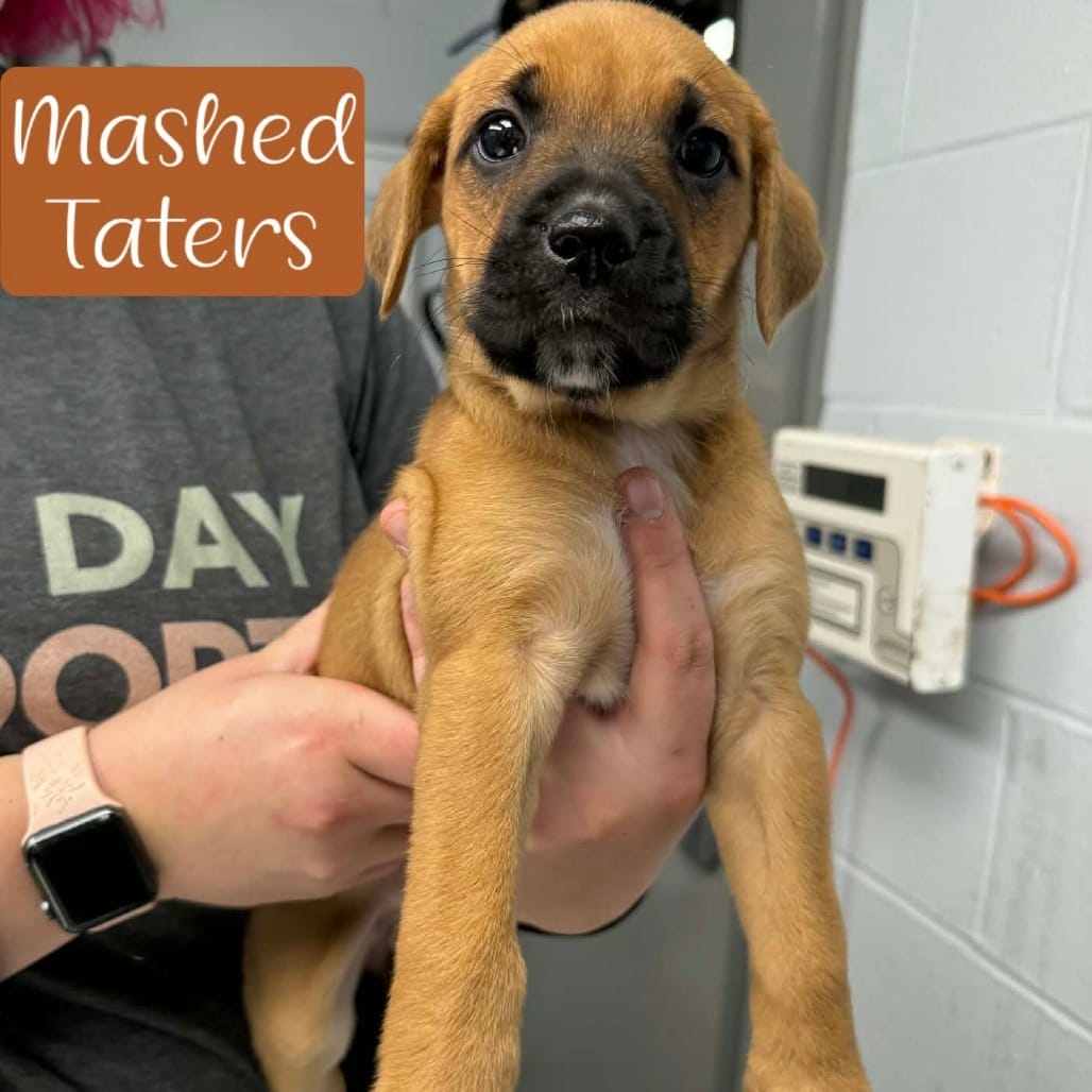 Adopt Mashed Taters Today - Find Paw Pal