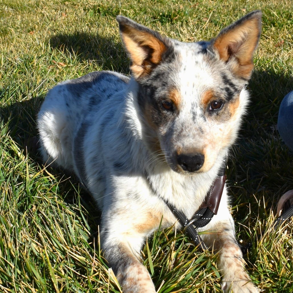 Adopt Tater Today - Find Paw Pal