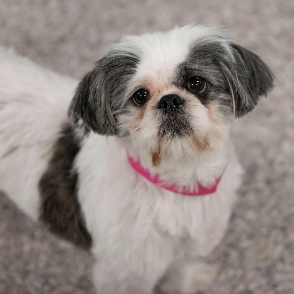 Adopt Daisy Mae (N25-232) Today - Pets TheCountyOffice
