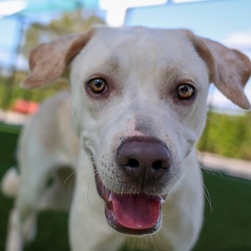 Adopt Princess Jasmine Today - Pets TheCountyOffice