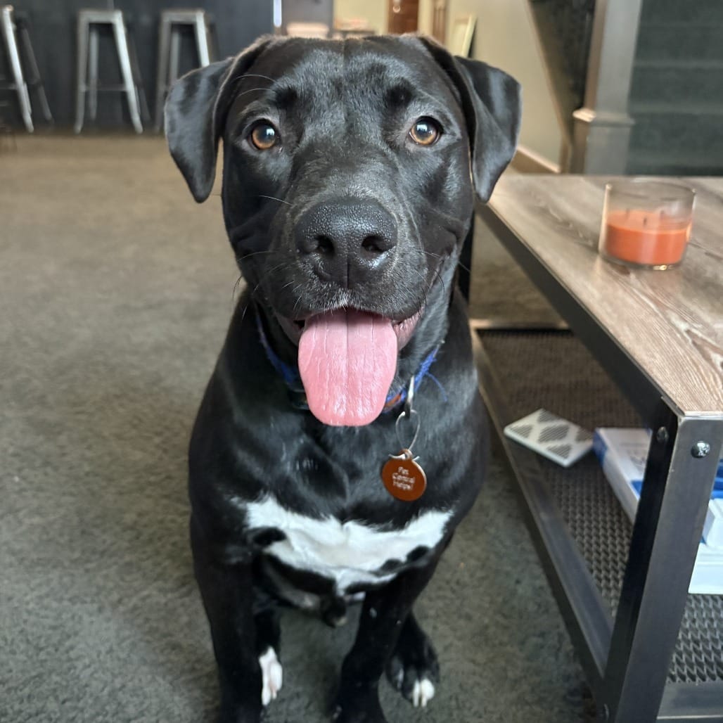 Adopt Zeus Today - Pets TheCountyOffice