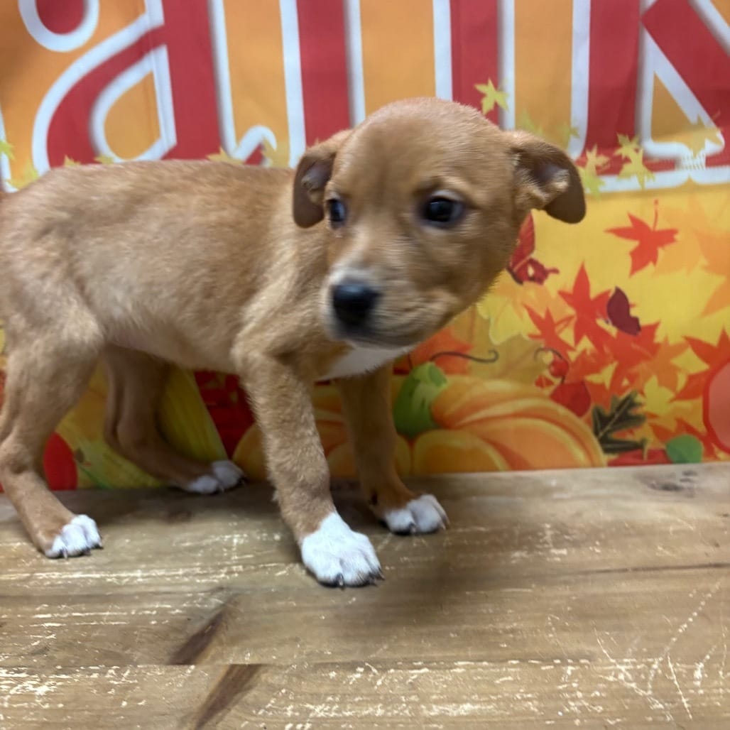 Adopt Holly May Today - Pets TheCountyOffice