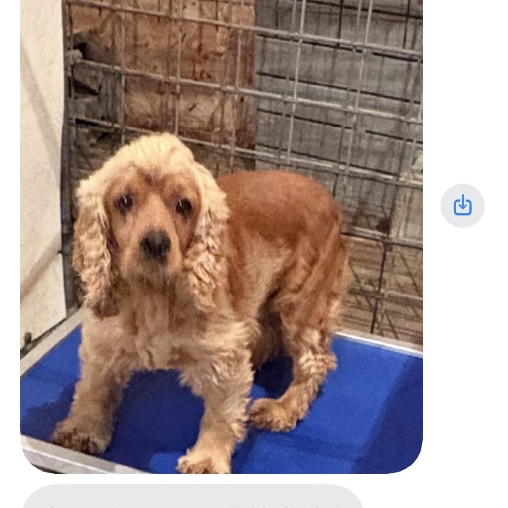 Adopt Sandy Today - Pets TheCountyOffice