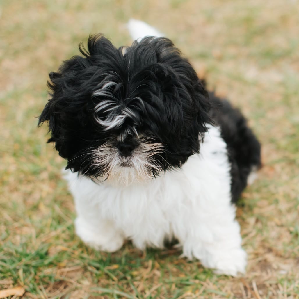 Adopt Butterball Today - Pets TheCountyOffice