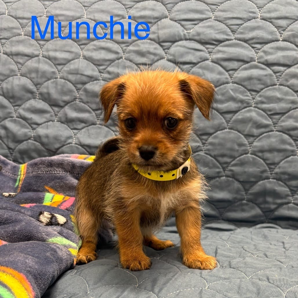 Adopt MUNCHIE Today - Pets TheCountyOffice