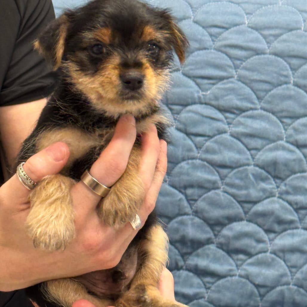 Adopt GIZMO Today - Pets TheCountyOffice