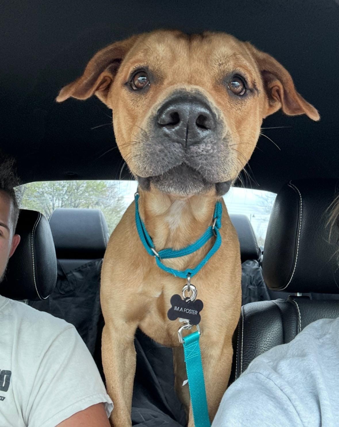 Adopt Mateo - The Smiley Guy Today - Pets TheCountyOffice