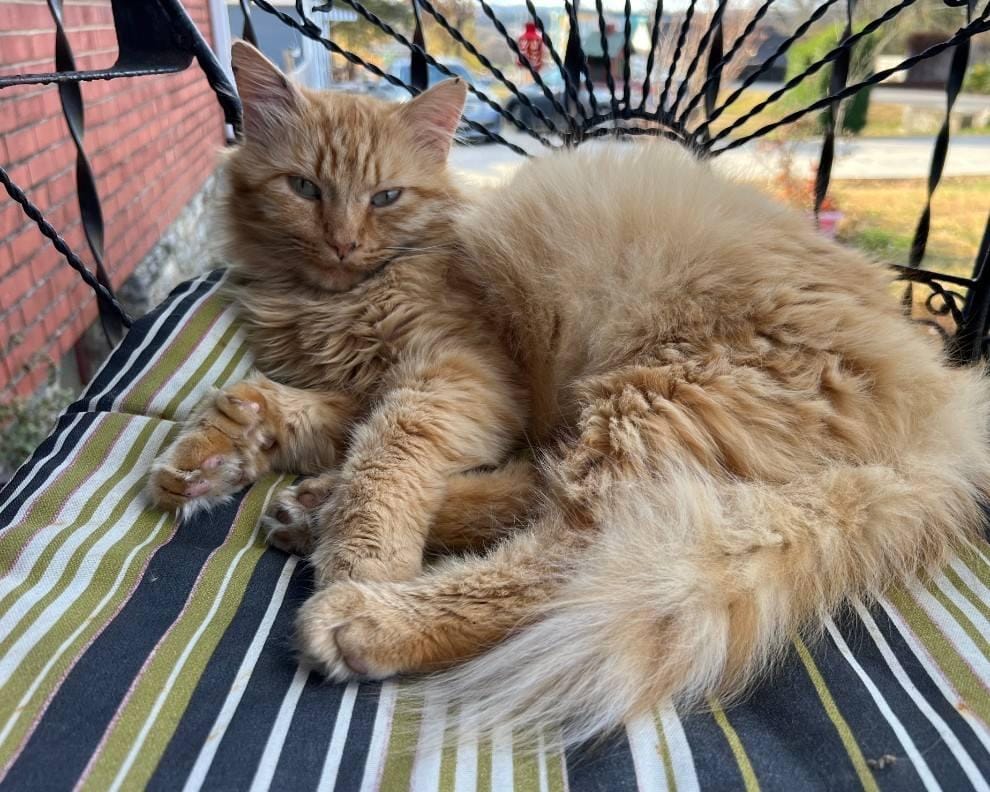 Adopt Frankie - super snuggly! Today - Find Paw Pal