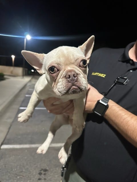 Adopt PIXIE Today - Pets TheCountyOffice