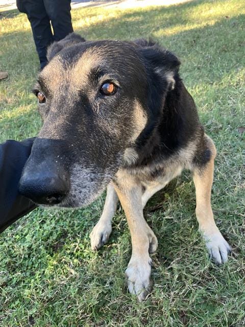 Adopt OSO Today - Find Paw Pal