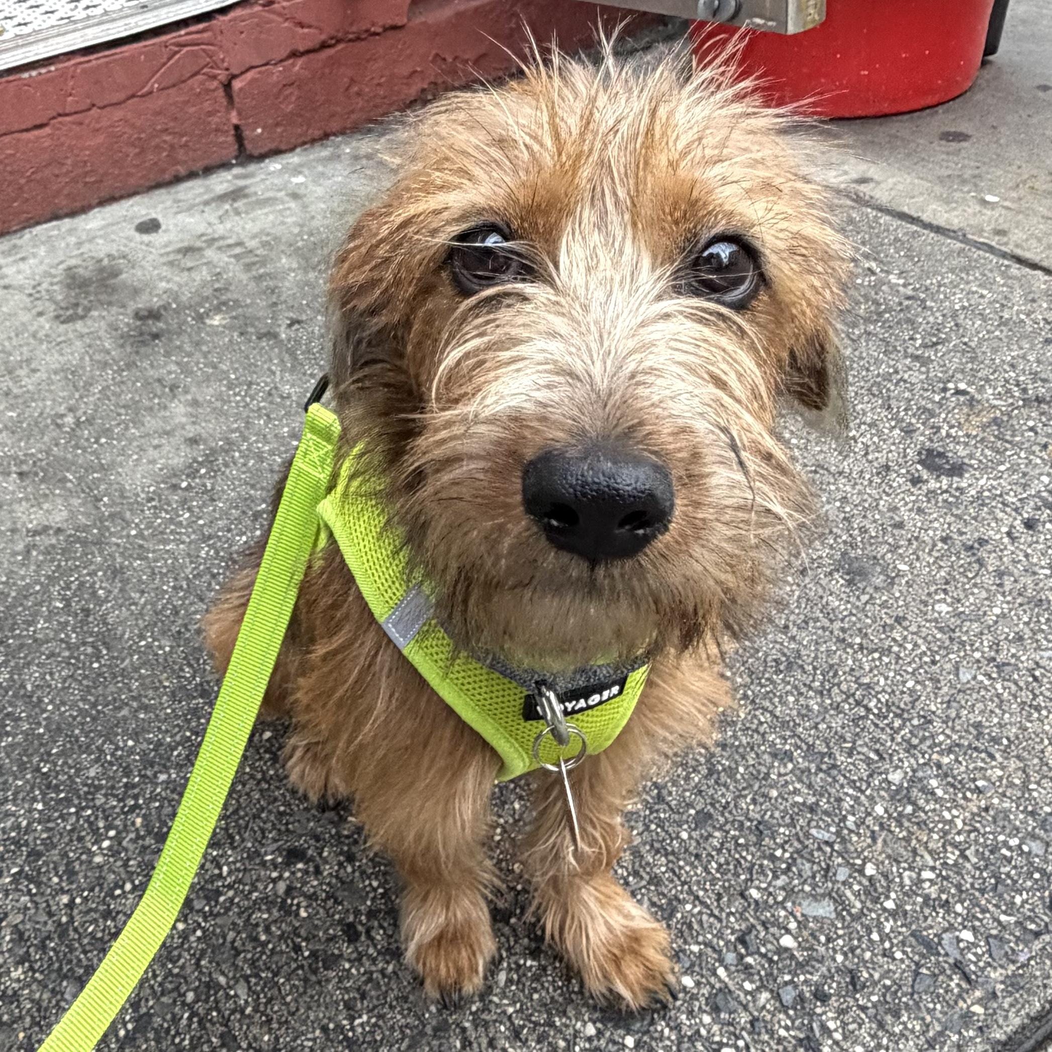 Adopt Snickerdoodle Today - Pets TheCountyOffice