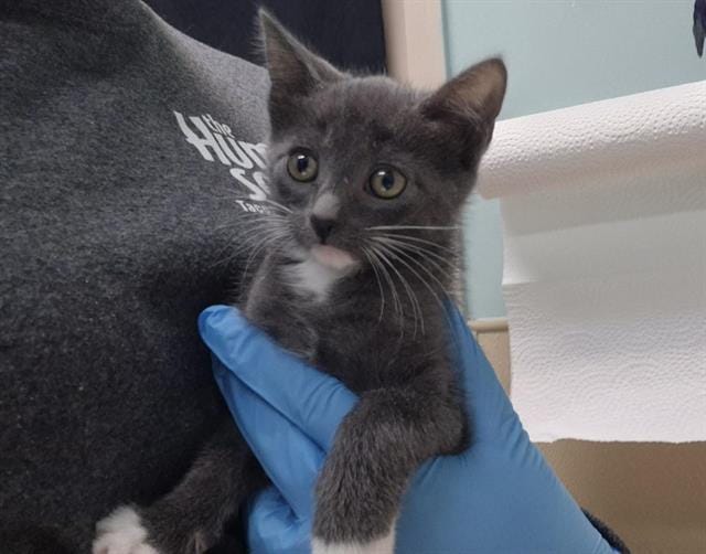 Adopt ALLSPICE Today - Pets TheCountyOffice