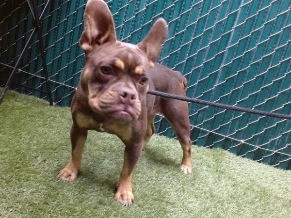 Adopt COCO Today - Pets TheCountyOffice