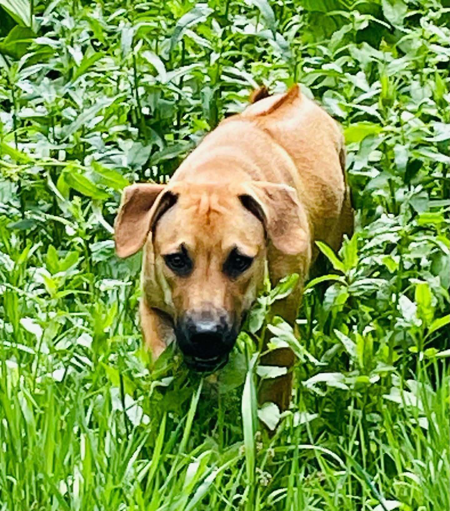 Adopt Toby aka Trace Today - Pets TheCountyOffice