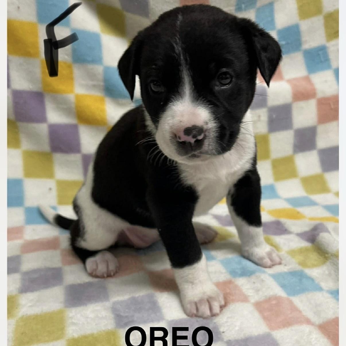 Adopt Oreo Today - Pets TheCountyOffice