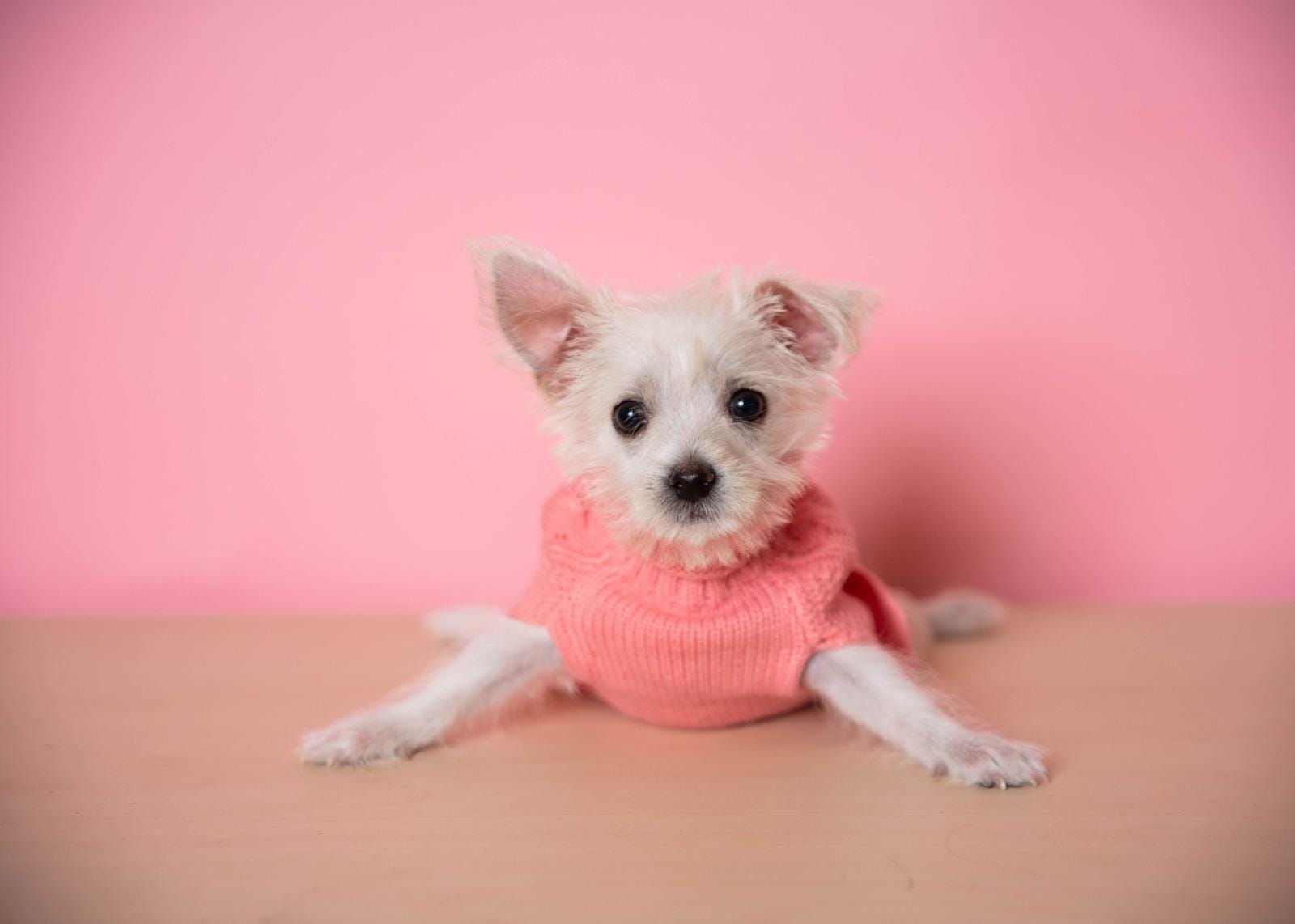 Adopt Friday Today - Pets TheCountyOffice