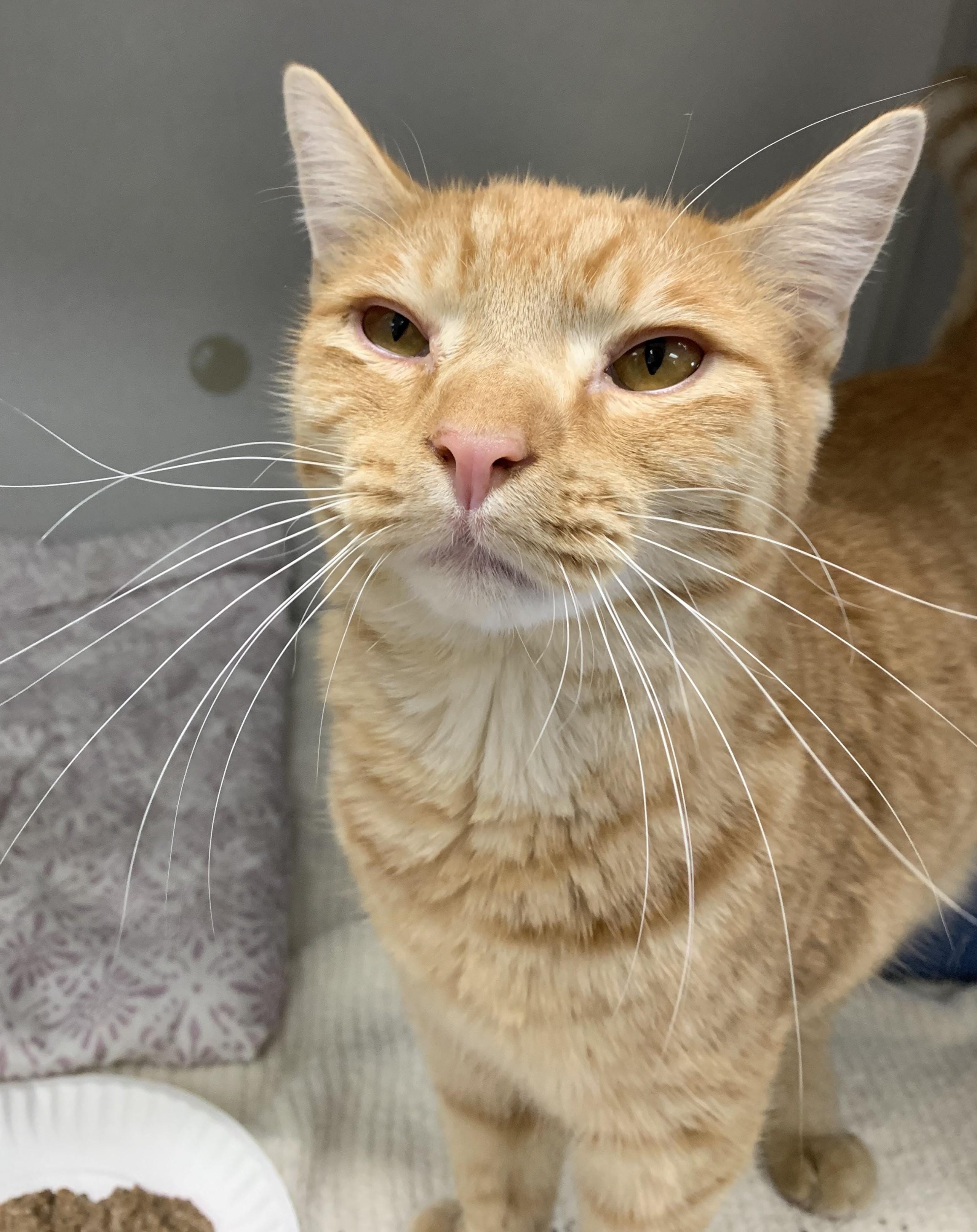 Adopt Simba Today - Pets TheCountyOffice