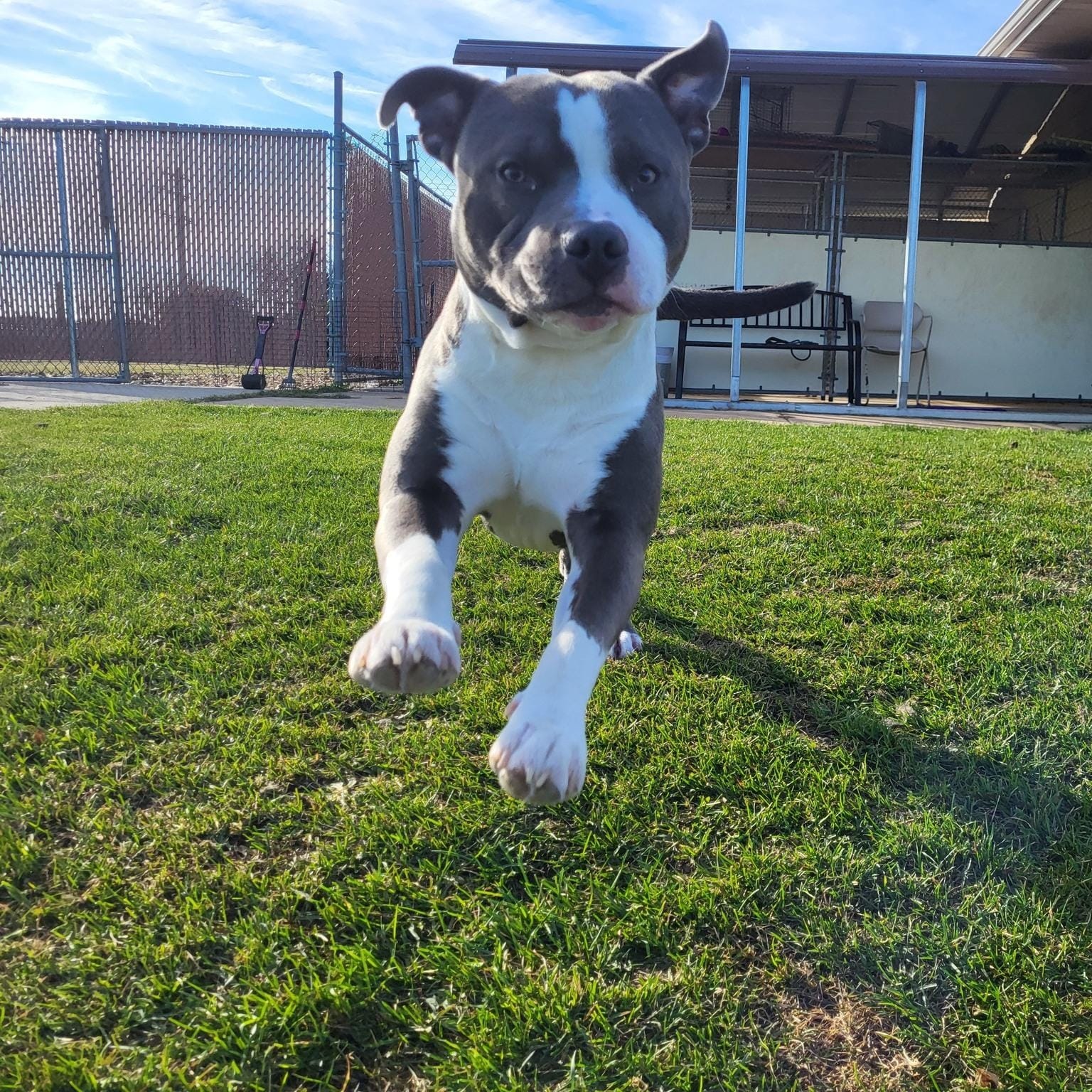 Adopt Koda Today - Pets TheCountyOffice